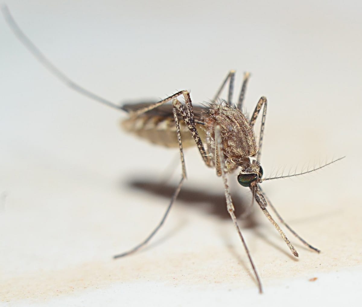 Un aumento de los niveles del virus EEE pone a las comunidades de ...